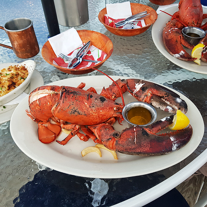 The king of crustaceans, ready for its close-up. This lobster is so fresh, it might just start tap dancing across your plate!