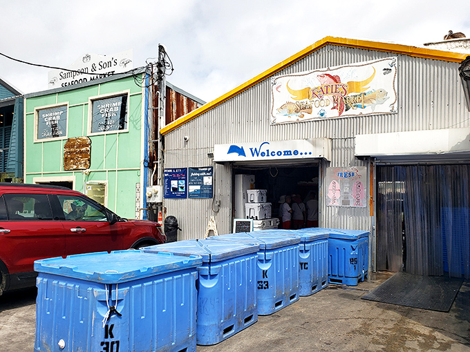 Step into Katie's and you'll swear the fish are still swimming. It's like an aquarium, but tastier and with less guilt about eating the exhibits.