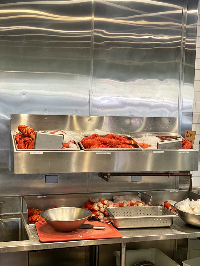 Behind the scenes of deliciousness! These fresh lobsters are like Hollywood stars waiting for their big break &ndash; on your plate, that is.