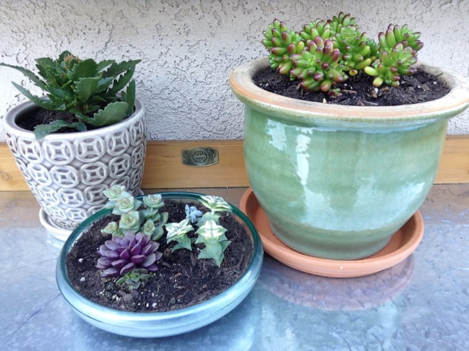 A succulent lover's dream! These potted beauties are like living sculptures, perfect for brightening up any windowsill.