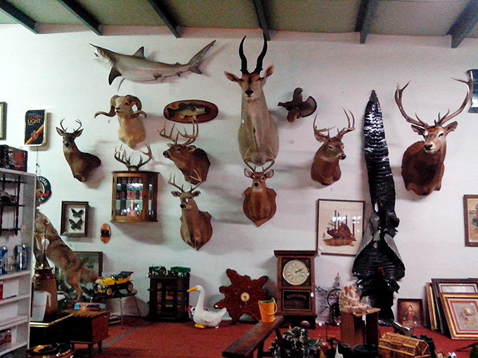 Talk about a wild wall! These mounted memories are like a safari through time, where every trophy tells a tale of adventures past.