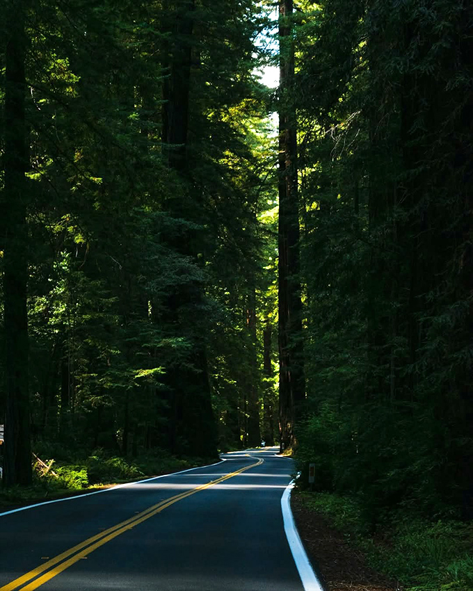 Nature's cathedral awaits! The Avenue of the Giants is where redwoods reach for the sky and your neck gets a workout.