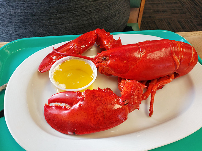 Red alert! This lobster's so picture-perfect, it could star in its own blockbuster. "The Claw and the Furious," anyone?
