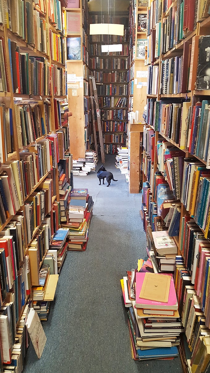 Even the four-legged patrons can't resist a good read. This furry friend seems to be pondering, "To bark or not to bark?"