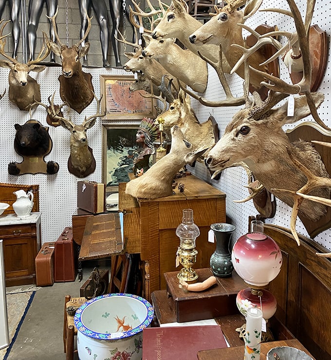 The ultimate hunter's trophy room or a scene from "Night at the Museum"? Either way, these mounted heads have stories to tell.