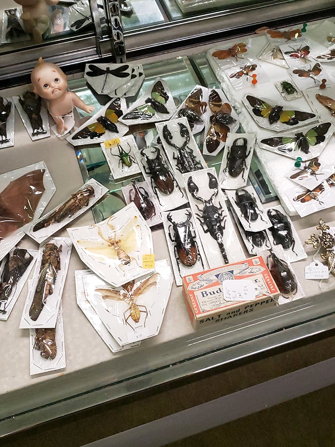 Bug-eyed with excitement! This creepy-crawly collection is a butterfly effect of curiosity, where even the tiniest specimen holds mammoth fascination.