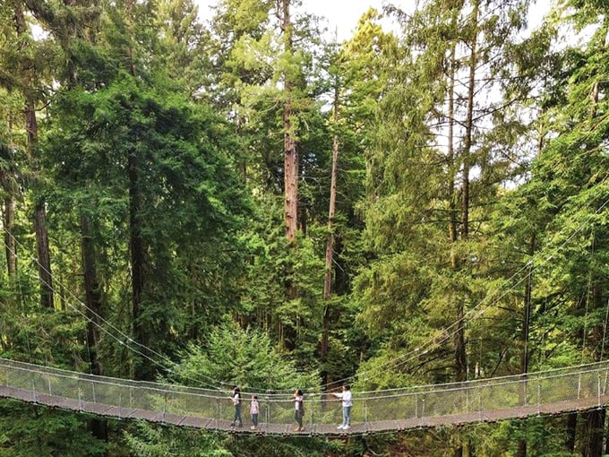 Walk on the wild side! This redwood skywalk lets you channel your inner Tarzan, minus the loincloth and with better safety measures.