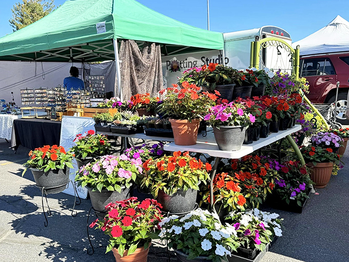 A riot of colors that would make Georgia O'Keeffe reach for her paintbrush. These flowers are nature's fireworks display!