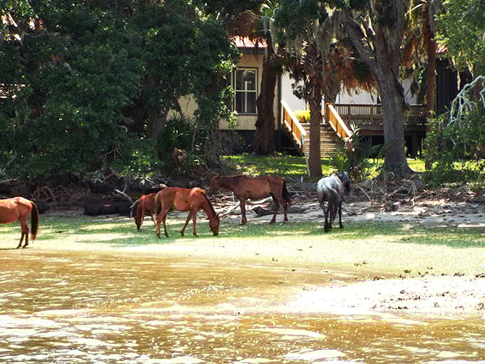 Wild horses couldn't drag me away from this view. Cumberland Island's feral beauties roam free, reminding us of nature's untamed spirit.