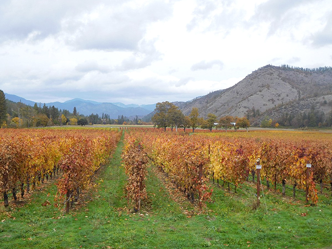 Autumn in wine country: Where the vines dress up in their fall best, and every sip tells a story of sun-soaked hills.