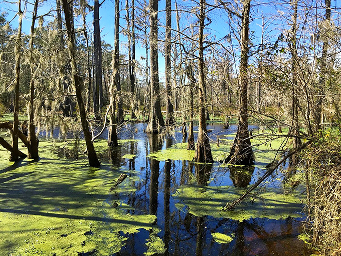 Nature's own funhouse mirror! This swamp reflects more than just trees &ndash; it's a window into North Carolina's wild side.