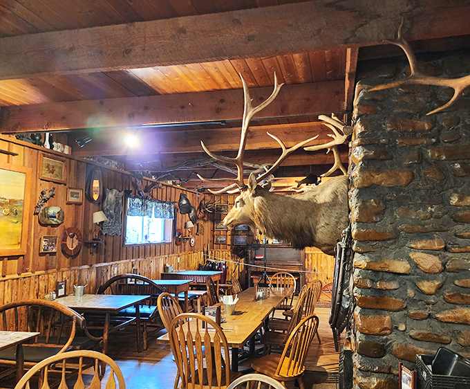 Dine under the watchful gaze of local wildlife. Don't worry, these mounted trophies are more interested in the decor than your dinner.