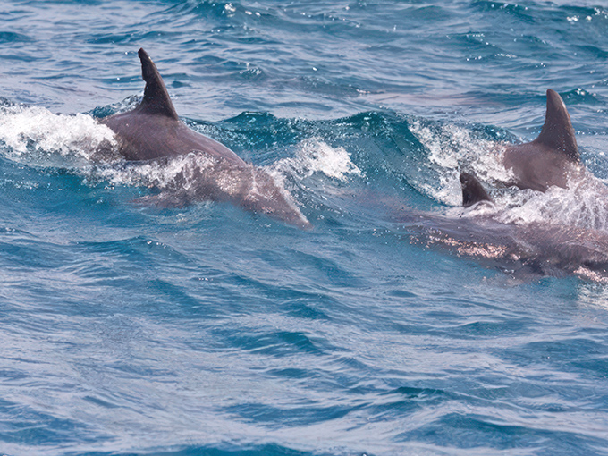 Spotting dolphins off Lewes's coast feels like winning nature's lottery. These playful creatures often escort boats, creating magical moments worth dropping your phone for.
