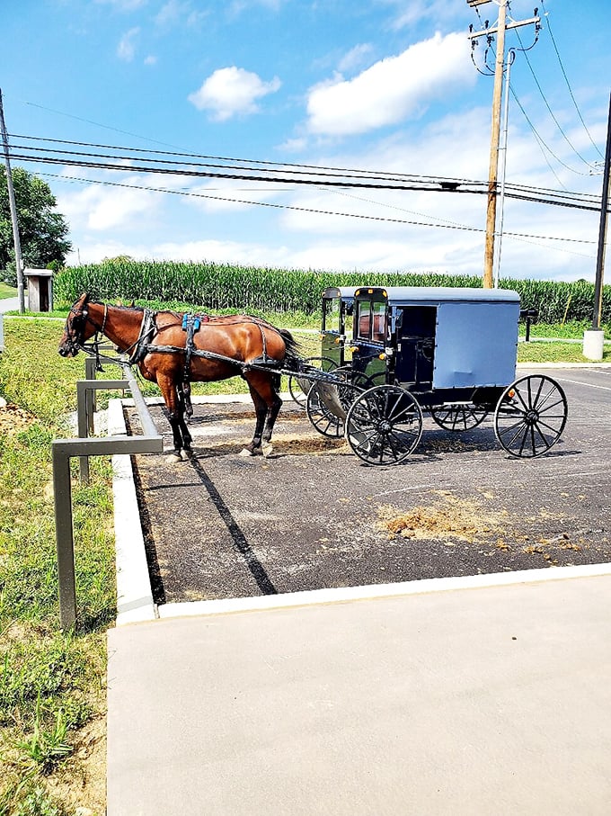 Giddy up and slow down! Nothing says "escape from the rat race" like a leisurely trot in an Amish buggy.
