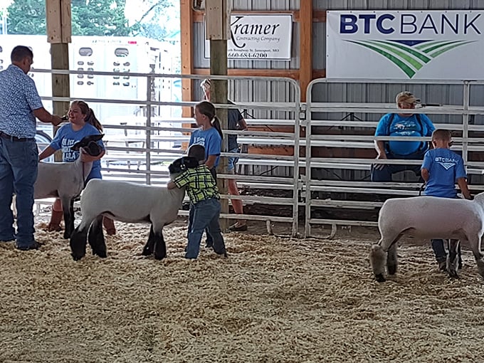 At the Jamesport Livestock Fair, even the sheep look like they're having a good hair day. It's where 4-H meets haute couture!