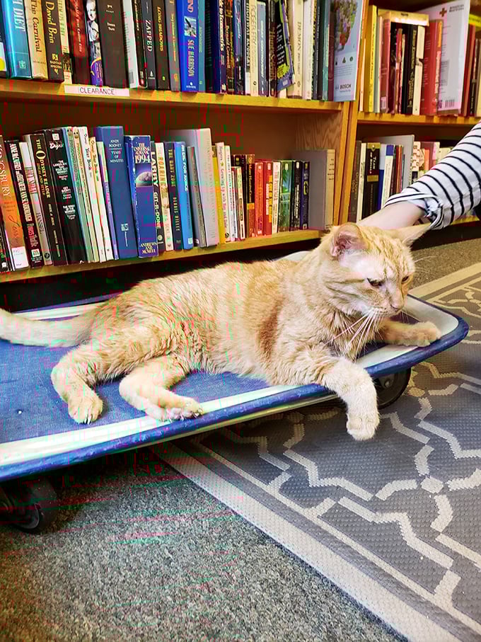 Meet the purr-fect reading companion! This feline librarian keeps watch over the stacks, ready to judge your literary choices with a flick of its tail.