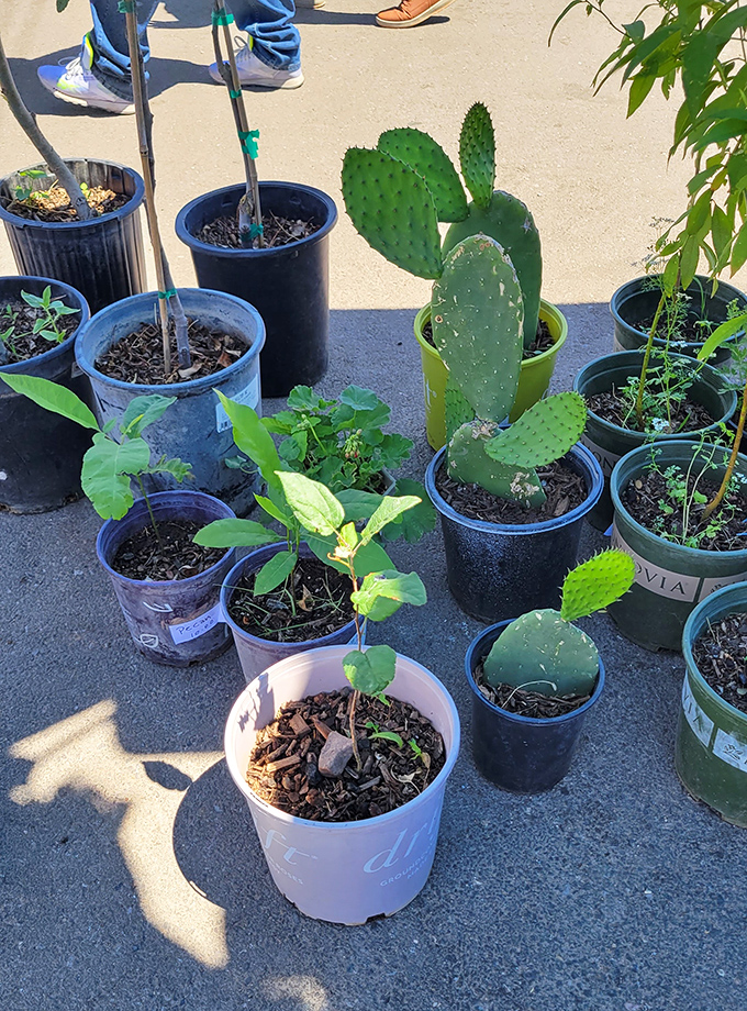 Cacti and succulents galore – it's a prickly paradise for plant parents looking to adopt their next low-maintenance green child.