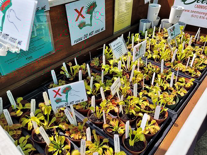 "Feed me, Seymour!" These carnivorous cuties are the perfect conversation starter for your next dinner party. Just don't invite any flies!