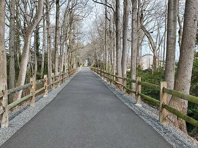 Nature's cathedral: A tree-lined path that's more awe-inspiring than any man-made structure. Time to commune with Mother Nature!
