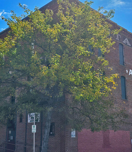 massive antique shop montana ftr