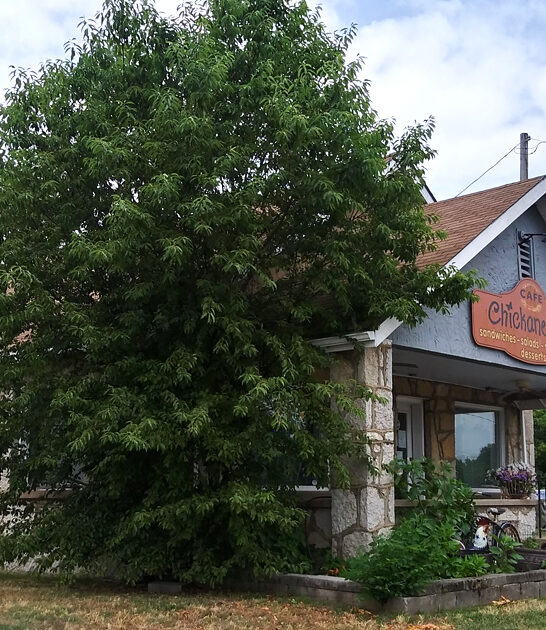 restaurant oklahoma best biscuits ftr