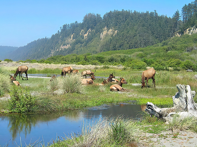 Roosevelt elk lounging by the water's edge like they're at a five-star resort. Nature's VIPs enjoying their exclusive prairie club.