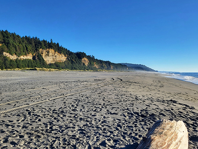 Roosevelt elk lounging by the water's edge like they're at a five-star resort. Nature's VIPs enjoying their exclusive prairie club.