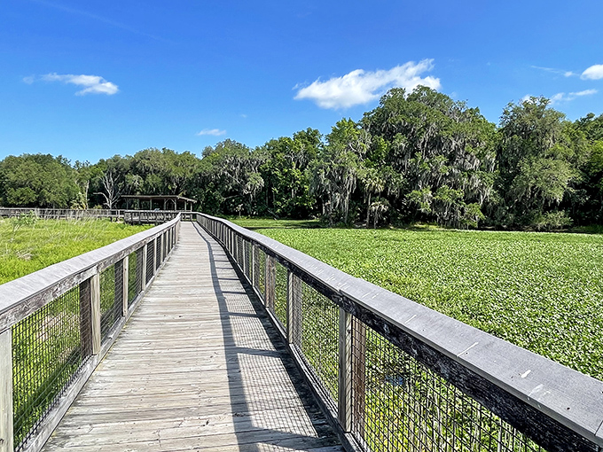 The boardwalk beckons like a wooden runway into Florida's wild heart, inviting you to leave civilization behind and discover what lies beyond.