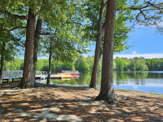 Nature's boardwalk invites you into a verdant wonderland where cypress trees stand like ancient guardians watching over their watery domain.
