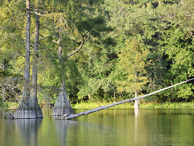 Nature's boardwalk invites you into a verdant wonderland where cypress trees stand like ancient guardians watching over their watery domain.