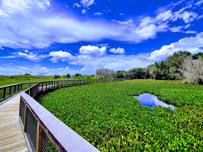 The boardwalk beckons like a wooden runway into Florida's wild heart, inviting you to leave civilization behind and discover what lies beyond.