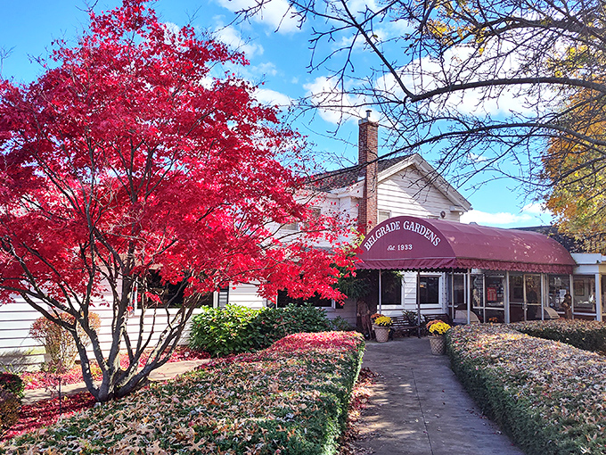 The approach to Belgrade Gardens feels like discovering a secret garden of fried chicken delights, complete with manicured hedges and that iconic burgundy awning.