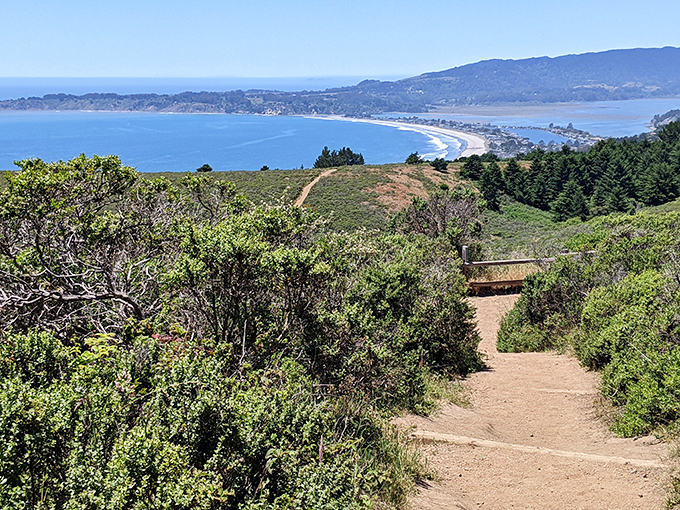 Nature's perfect hiking canvas: wildflowers painting the hillside purple while a lone tree stands sentinel, offering shade and perspective over the vast Bay Area below.