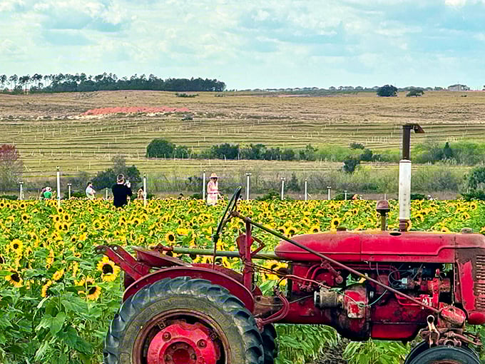 A sea of sunflowers stretches toward the horizon under Florida's impossibly blue sky&mdash;nature's version of a standing ovation.