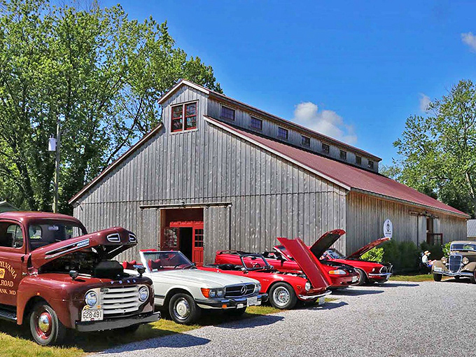 The soaring wooden beams of this converted barn create a cathedral-like space where automotive history comes to life beneath warm, natural light.