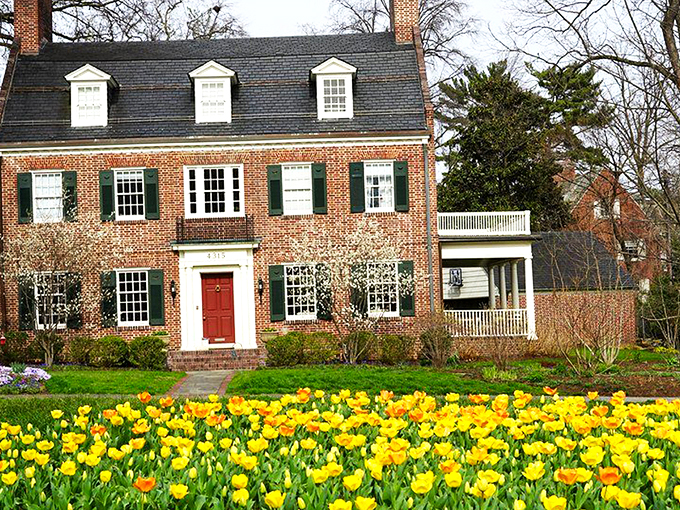 Nature's grand theater unfolds at Sherwood Gardens, where visitors can wander through acres of meticulously designed floral displays that change with each season.