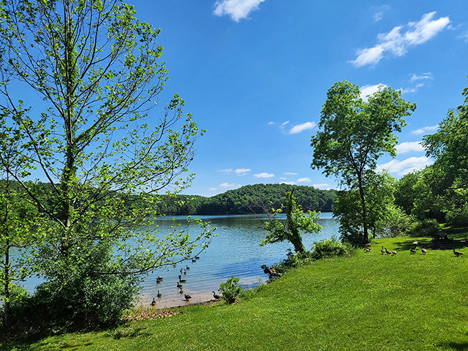 Nature's perfect canvas unfolds at Salt Fork State Park, where the shimmering lake meets verdant shorelines under an impossibly blue Ohio sky.