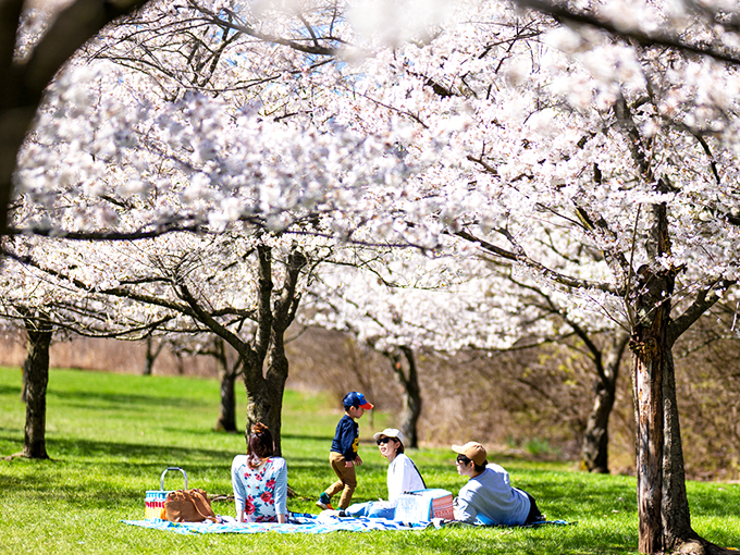 Cherry blossom heaven isn't just for Washington DC. These dreamy spring blooms transform Brookside into nature's wedding chapel each April.