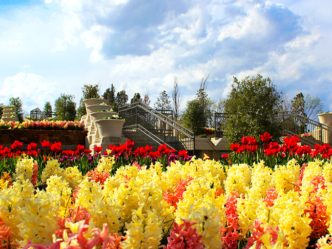 The cascading water feature at Tulsa Botanic Garden creates nature's perfect soundtrack while thousands of yellow and red tulips stand at attention like tiny botanical soldiers.