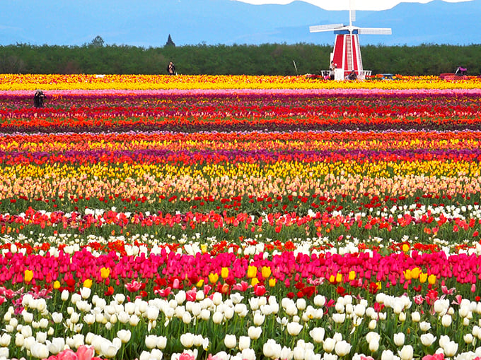 A vintage John Deere tractor stands sentinel among a sea of technicolor tulips, like the world's most beautiful traffic jam where nobody's honking.