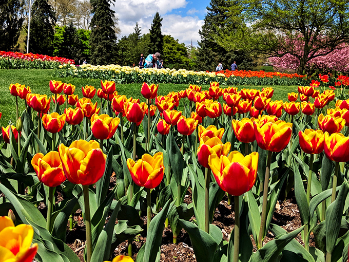 Cherry blossom season transforms ordinary pathways into magical portals. Nature's version of the red carpet, minus the awkward celebrity interviews.
