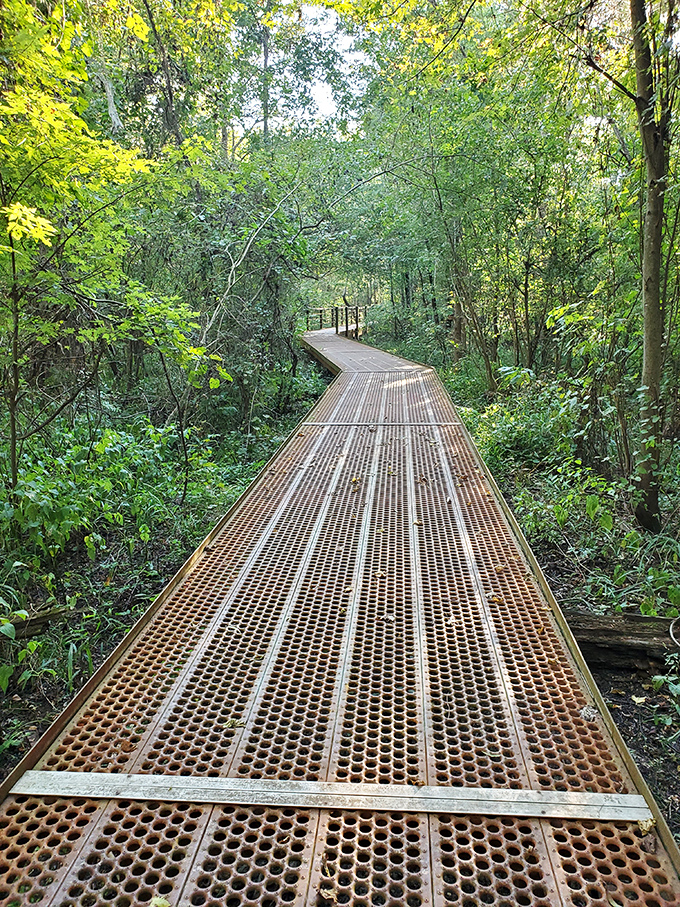 Nature's cathedral awaits on this elevated boardwalk, where sunlight filters through ancient trees like stained glass in a woodland sanctuary.
