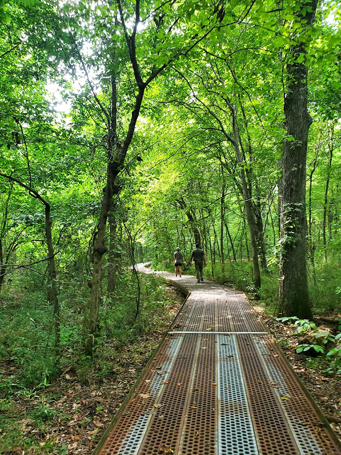 Nature's cathedral awaits on this elevated boardwalk, where sunlight filters through ancient trees like stained glass in a woodland sanctuary. 