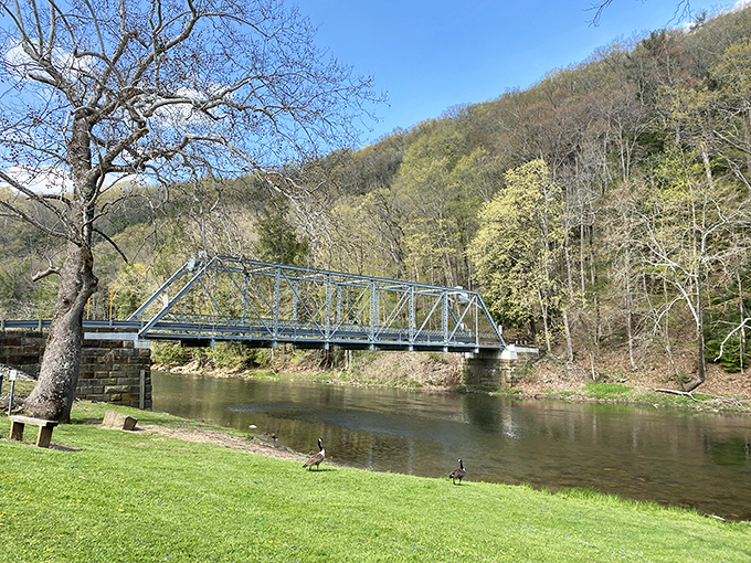 The iconic blue bridge spans Little Beaver Creek like nature's perfect postcard. Geese patrol the grassy banks, clearly the self-appointed park rangers of this serene waterway.