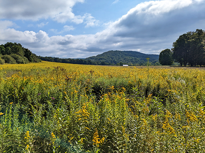 Rolling meadows stretch toward distant mountains at Sang Run State Park, where Maryland's countryside unfolds like nature's welcome mat. Pure Appalachian serenity.