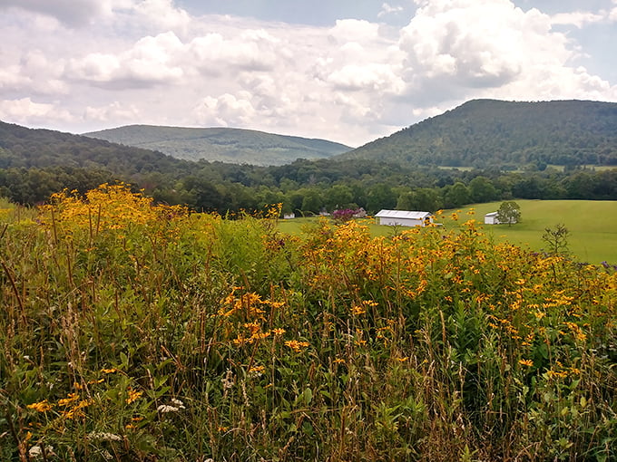 Rolling meadows stretch toward distant mountains at Sang Run State Park, where Maryland's countryside unfolds like nature's welcome mat. Pure Appalachian serenity.