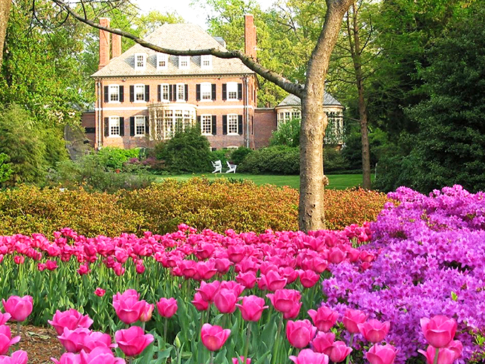 Nature's grand theater unfolds at Sherwood Gardens, where visitors can wander through acres of meticulously designed floral displays that change with each season.
