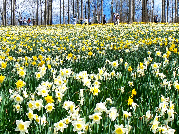 Flower heaven! Millions of blooms carpeting the hillsides like Mother Nature decided to throw the world's most spectacular spring party.