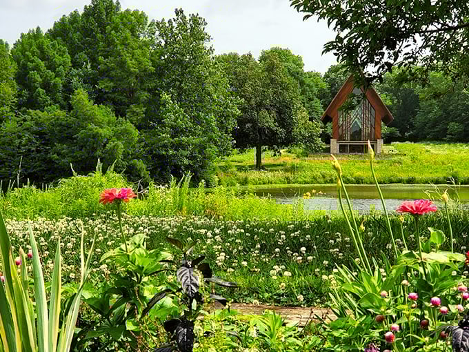 Purple coneflowers dance in the summer breeze, creating a living Impressionist canvas that would make Monet reach for his paintbrush.