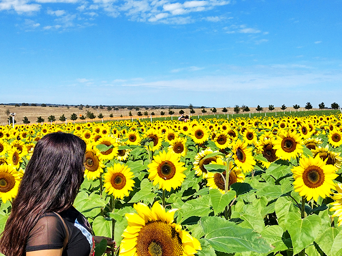 A sea of sunflowers stretches toward the horizon under Florida's impossibly blue sky&mdash;nature's version of a standing ovation.